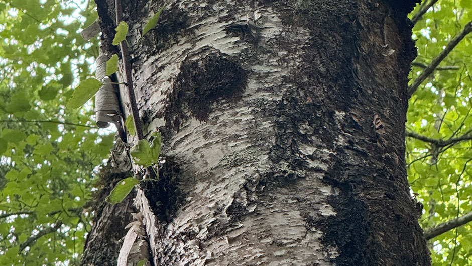 Calendar of Events & Activities